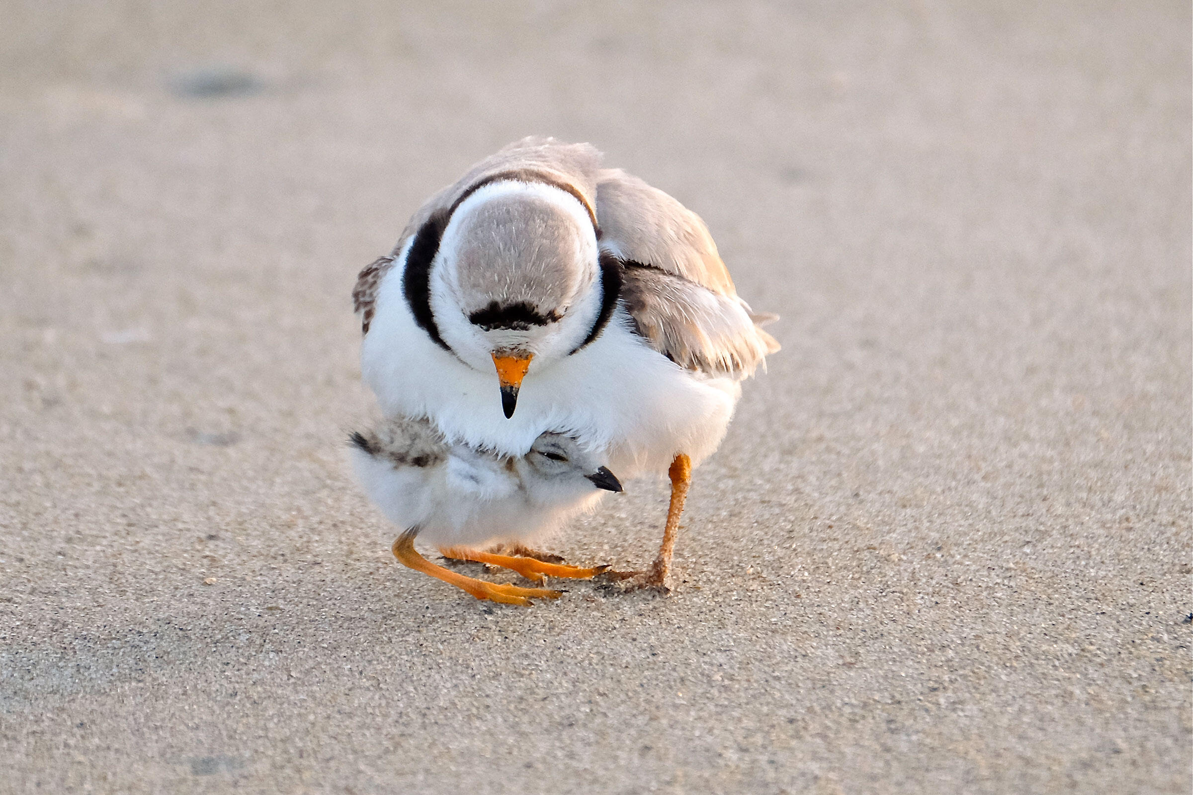 How Plover Chicks Born in a Parking Lot Spurred a City to Make Its ...
