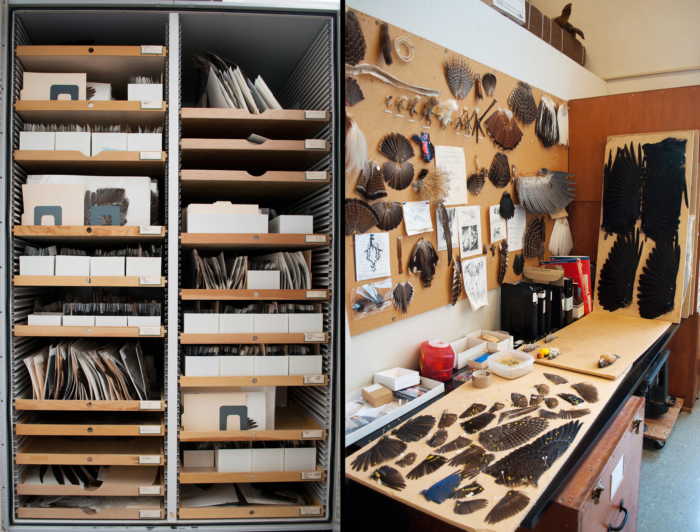 Behind the Scenes of the World’s Largest Bird Wing Collection | Audubon