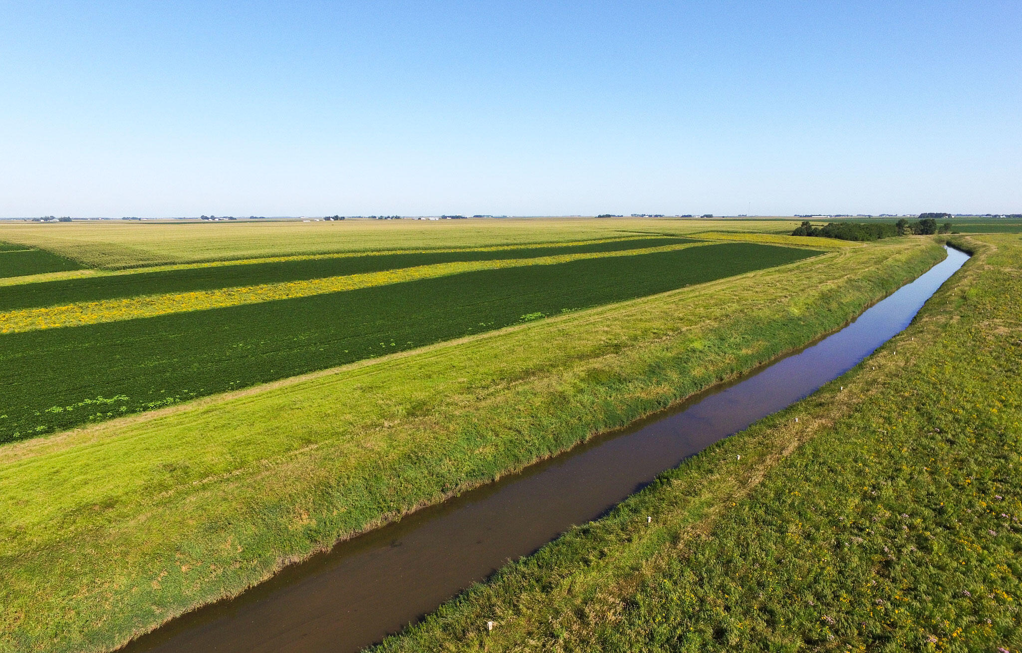 On Midwest Farms, ‘Prairie Strips’ Give Grassland Birds Something to ...