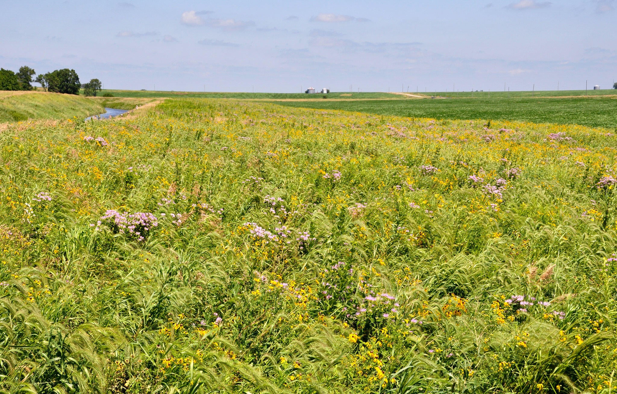 On Midwest Farms, ‘Prairie Strips’ Give Grassland Birds Something to ...