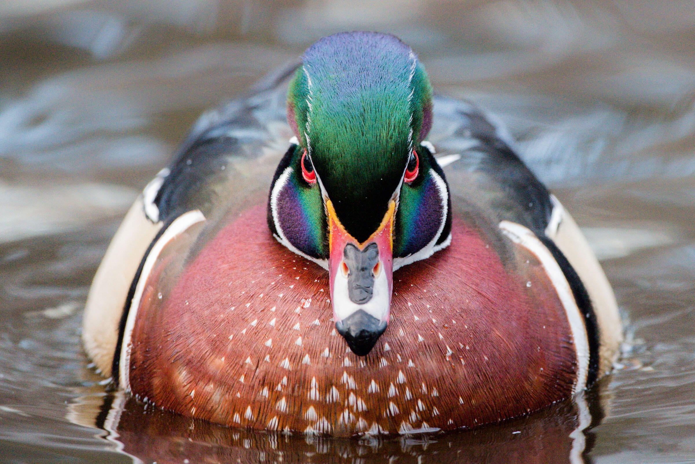 What Are You Looking At? Eleven In-Your-Face Bird Photos | Audubon
