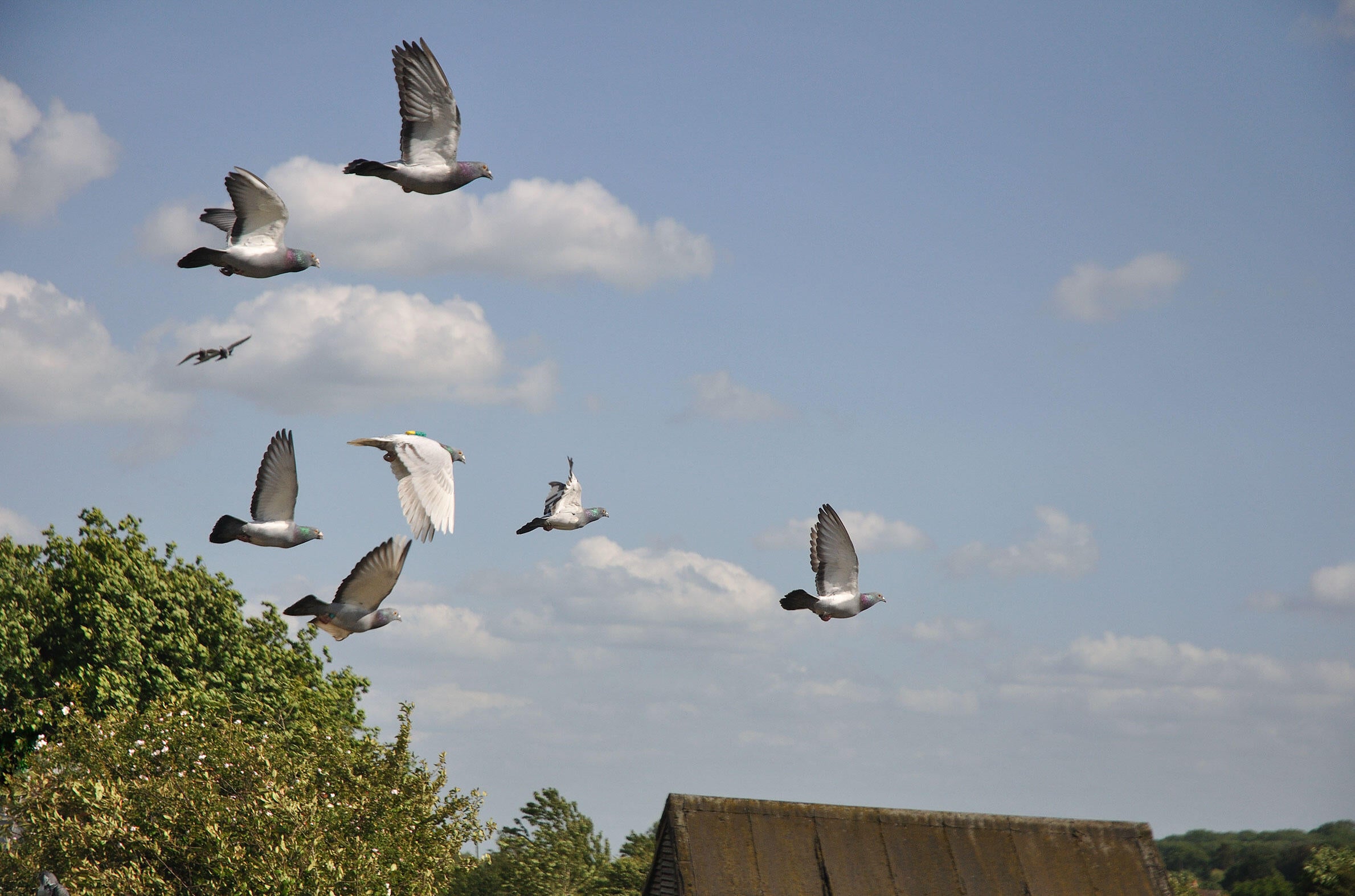 In Homing Pigeon Flocks, Bad Bosses Quickly Get Demoted | Audubon