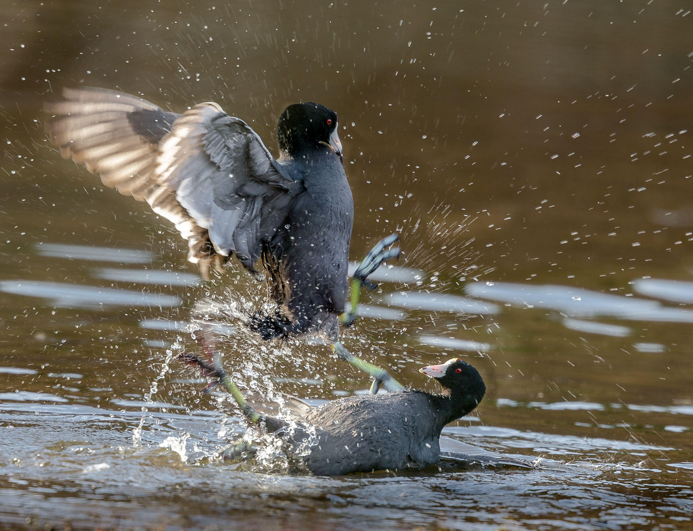 12 Fascinating Bird Behaviors From the 2018 Audubon Photography Awards ...