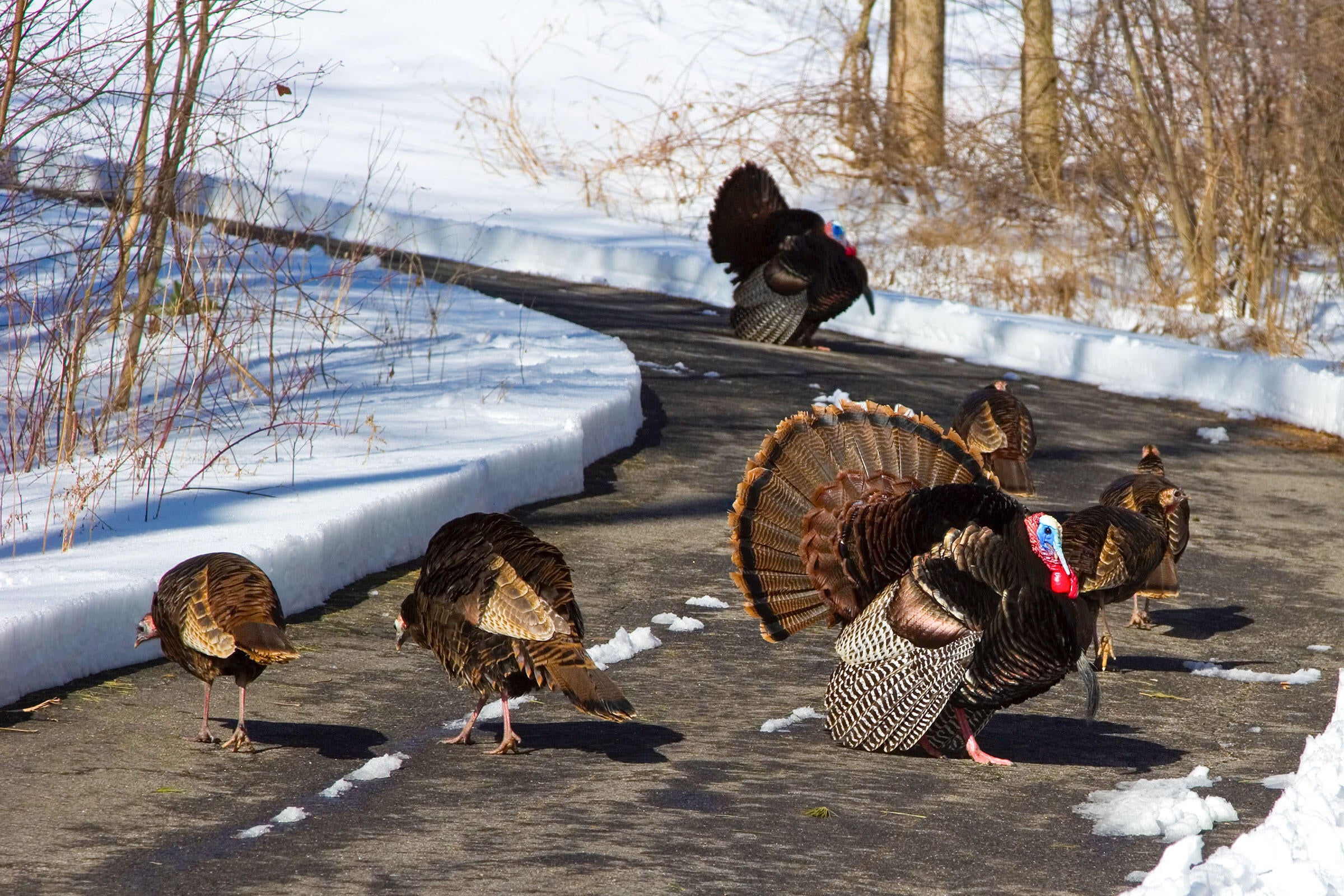 How Wild Turkeys Took Over New England | Audubon