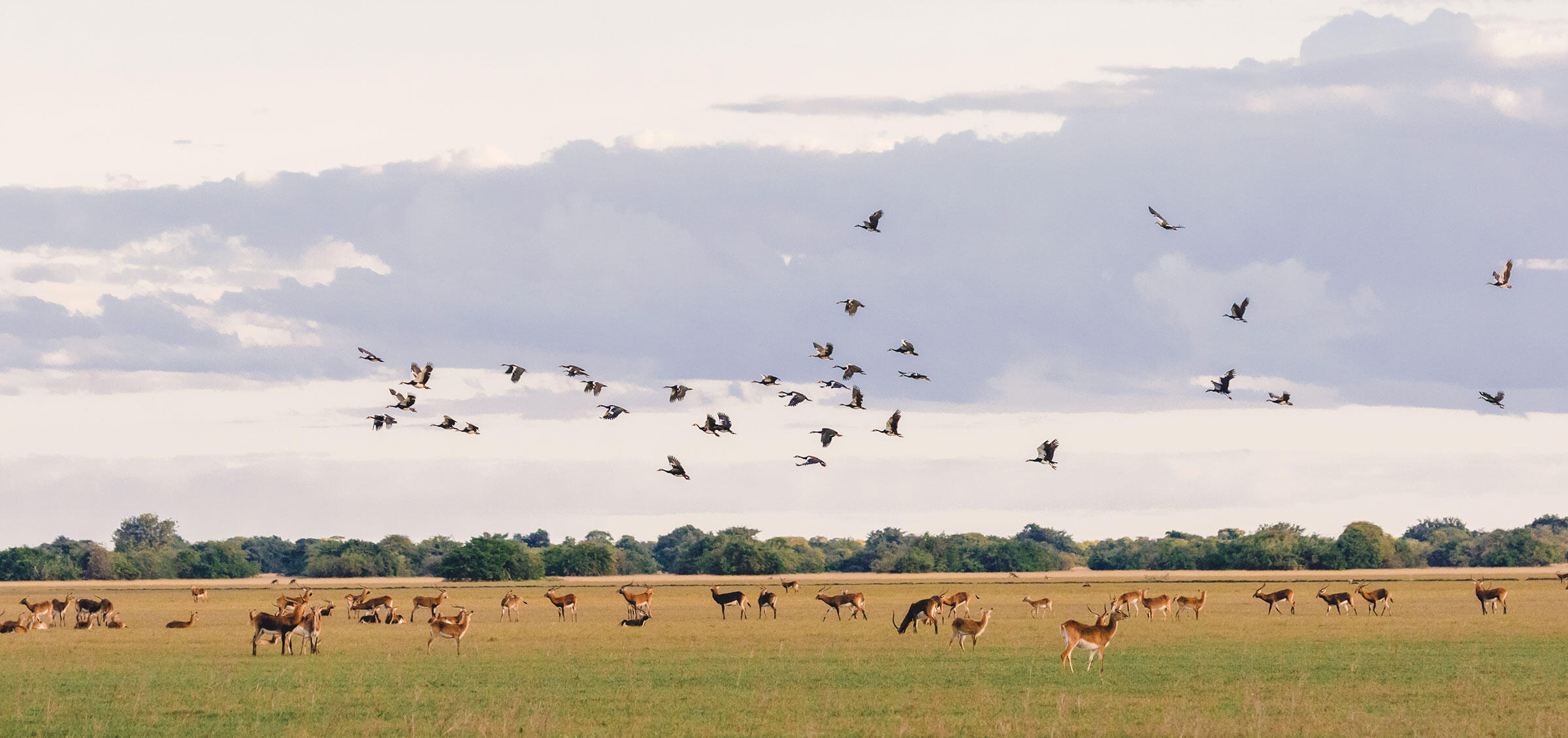 From Canoes, Fishermen Guard Africa's Famous Shoebills Against Poachers ...