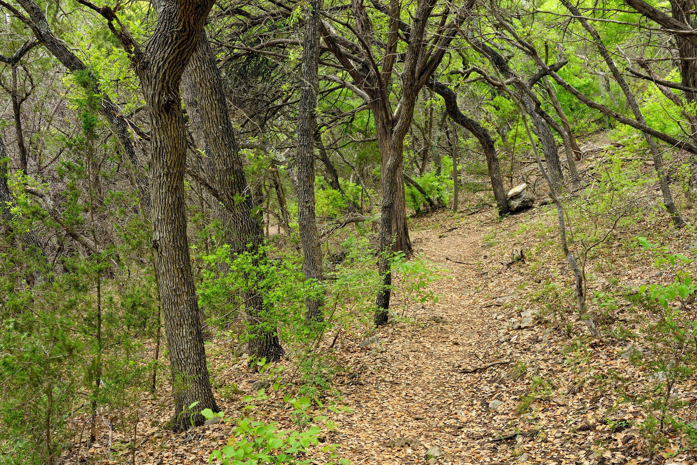 Proposed Pipeline Would Cut Through Golden Cheeked Warbler Habitat Audubon