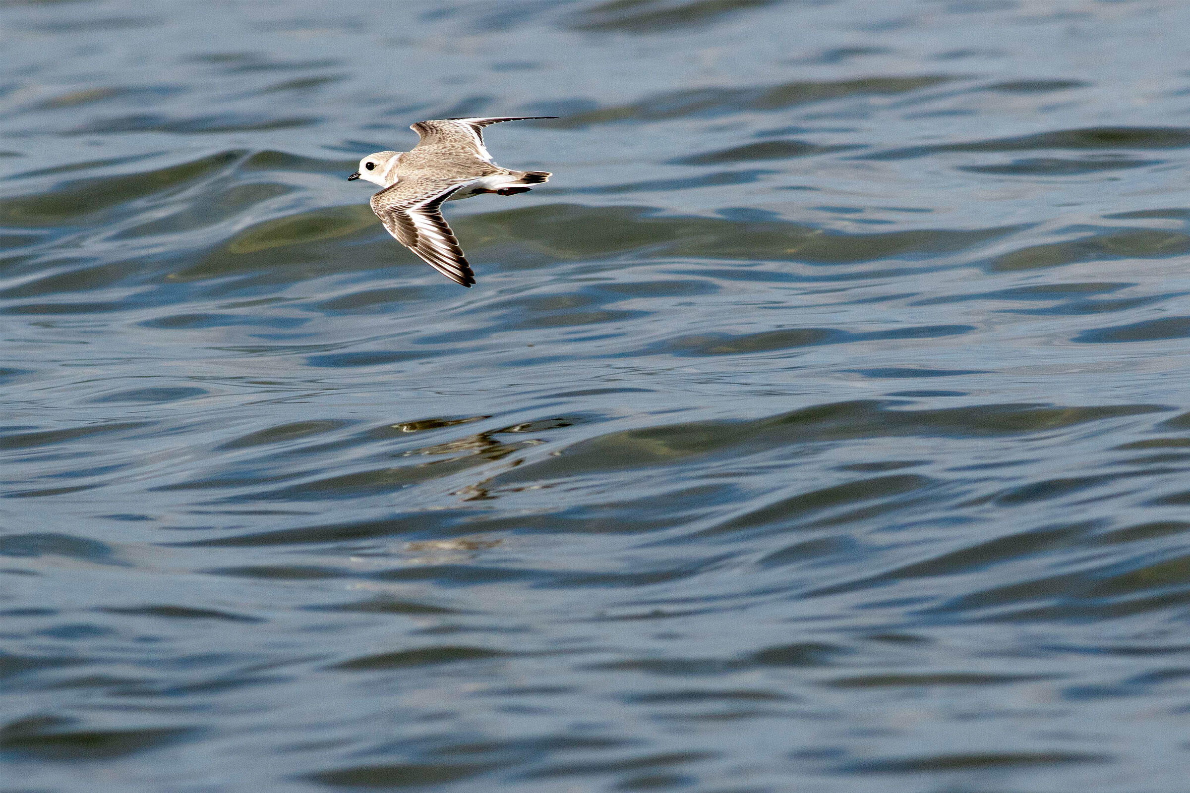 Piping Plovers Nest in Toronto's Shadow for First Time in 84 Years ...