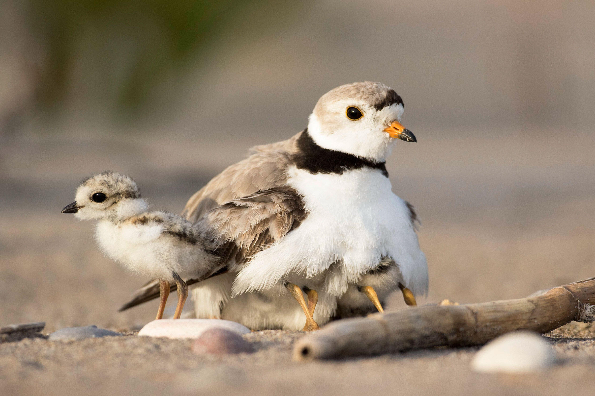 Piping Plovers Nest in Toronto's Shadow for First Time in 84 Years ...