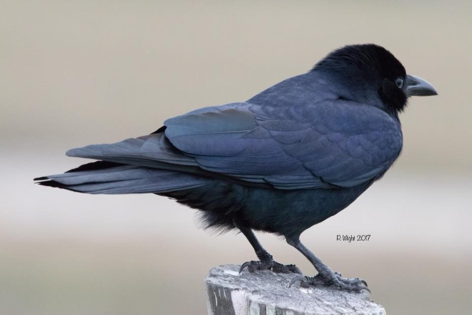 The 118th CBC in Texas | Audubon