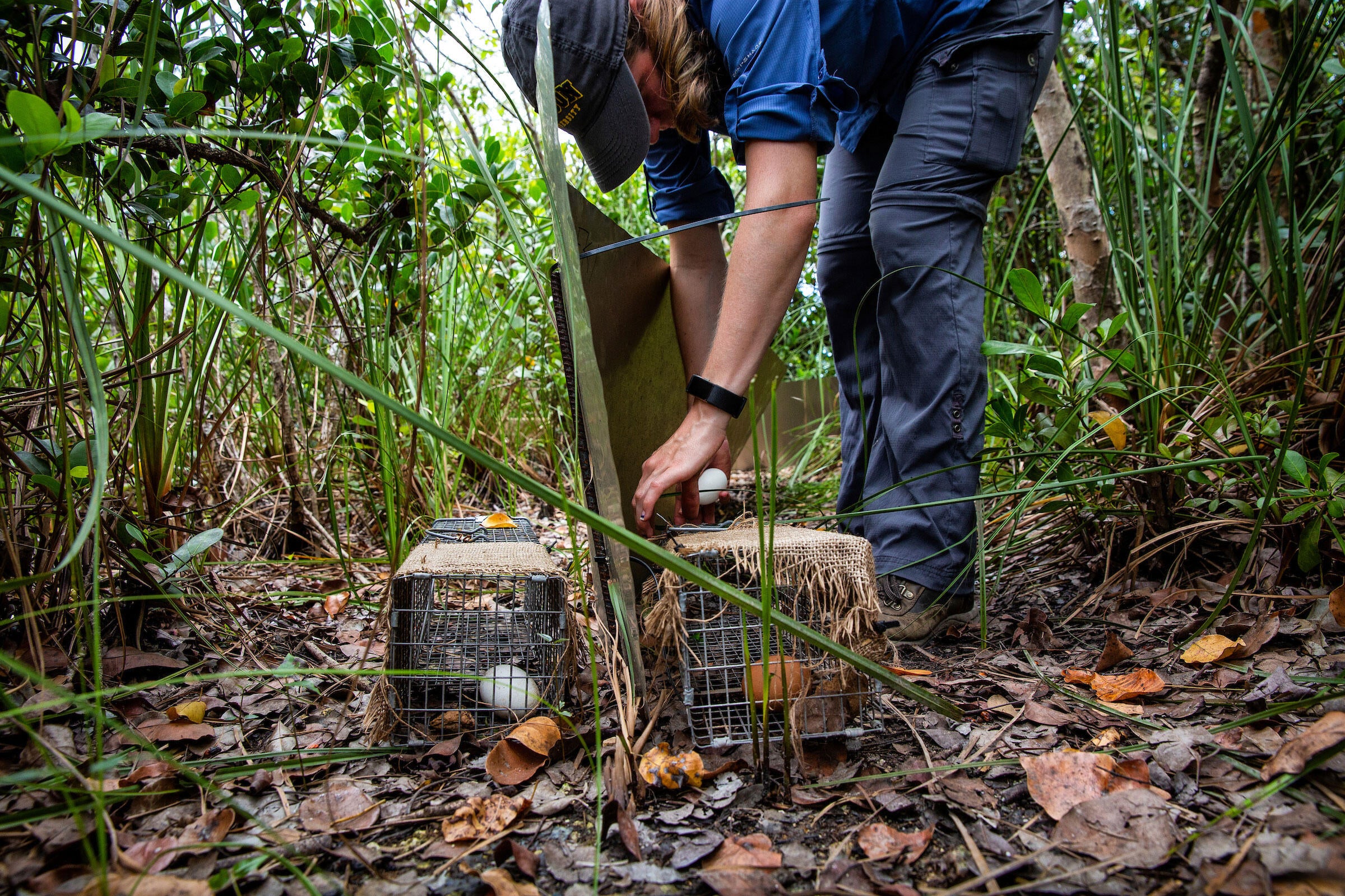 Invasive Reptiles Are Taking Over Florida—and Devouring Its Birds Along ...