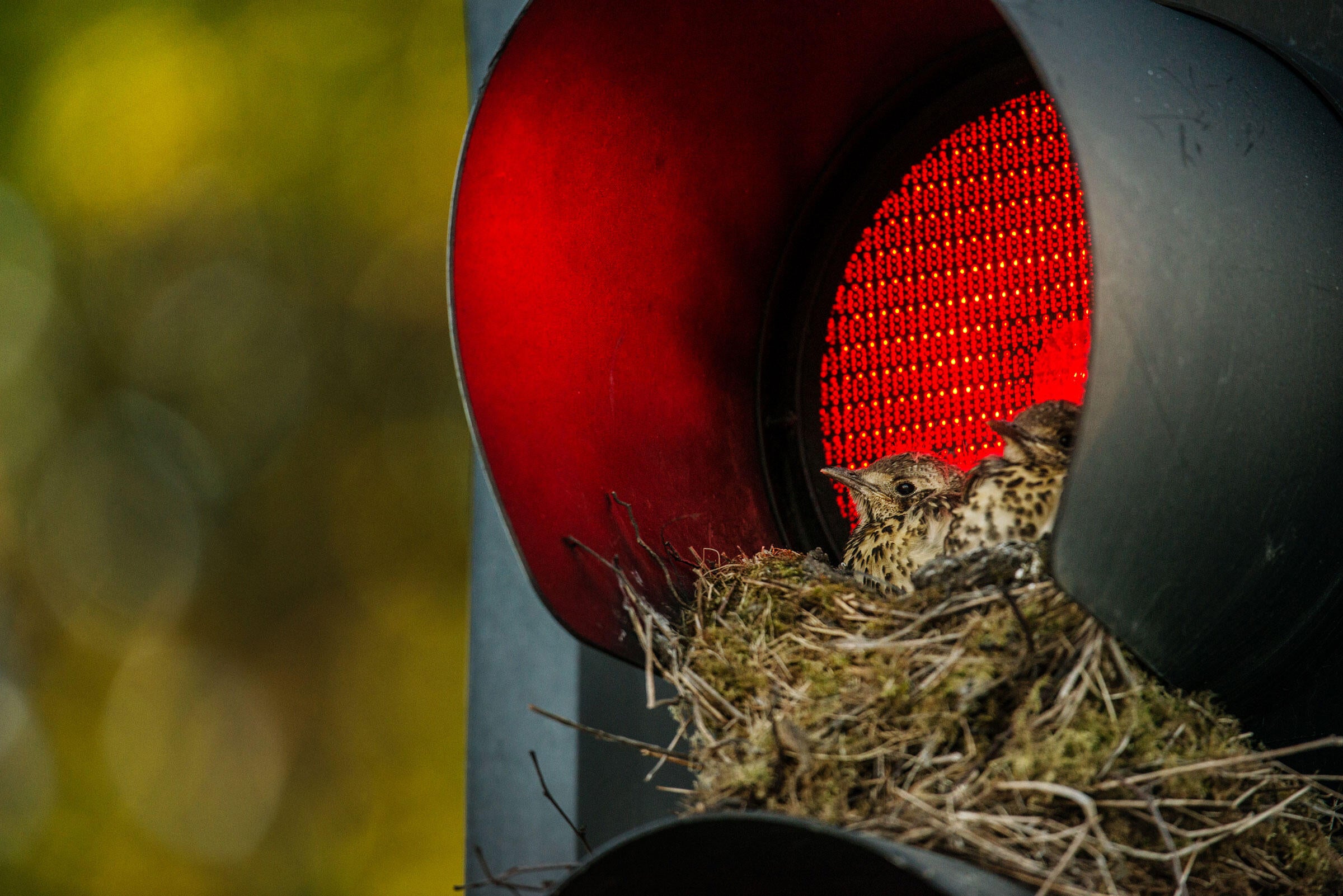 Check Out These Fantastic Photos of Birds in Urban Spaces | Audubon