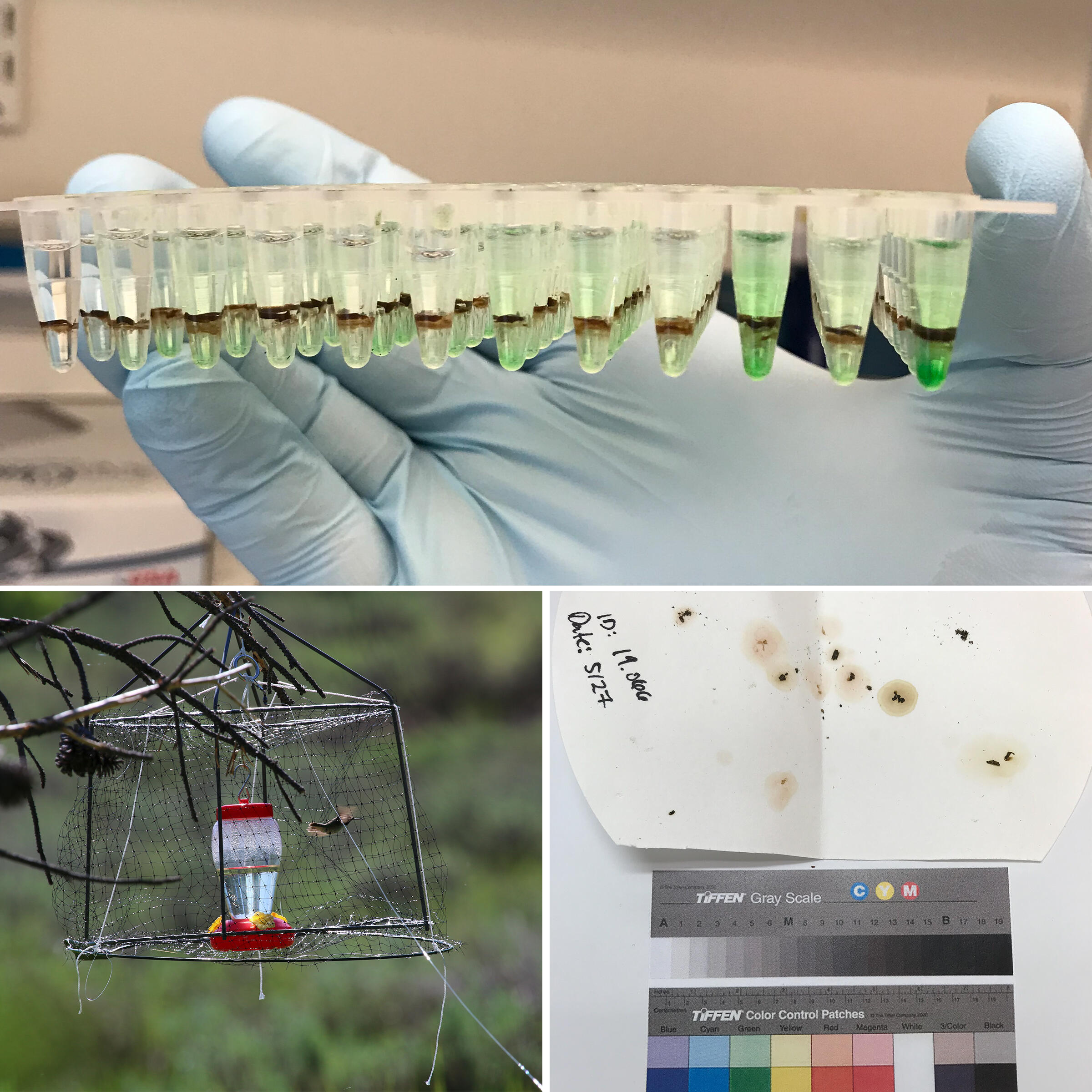 Bird Poop: The Next Frontier of Avian Conservation | Audubon