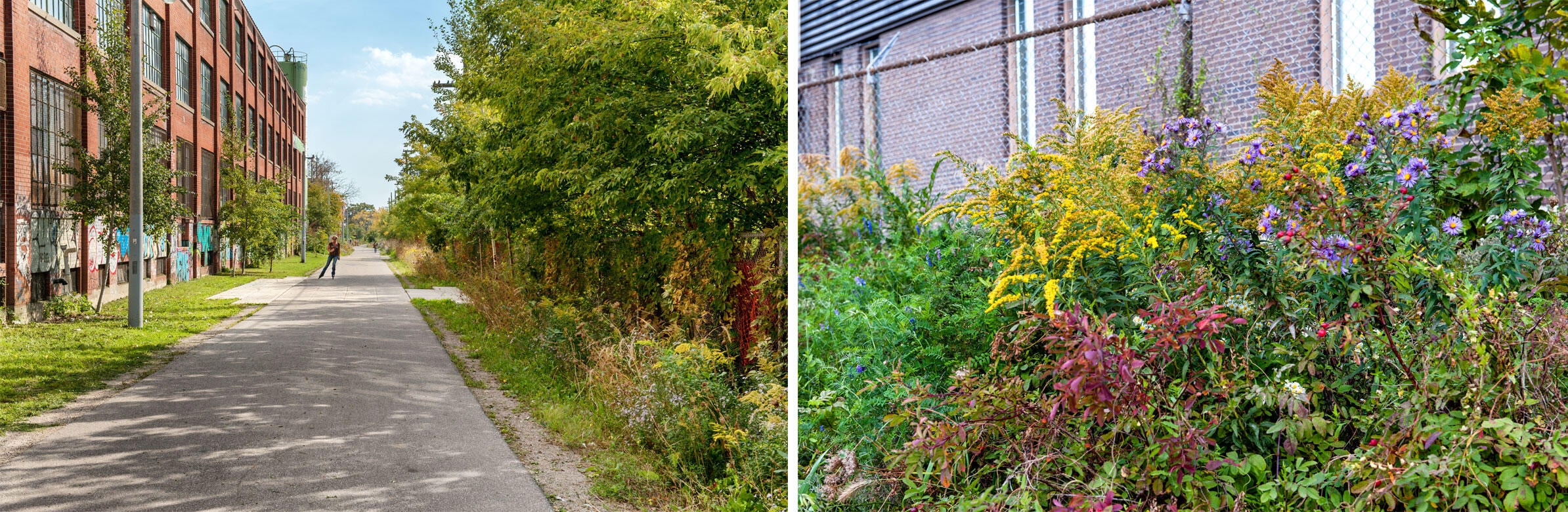 Using Native Plants in Urban Landscaping — NYC High Line Plants | Audubon