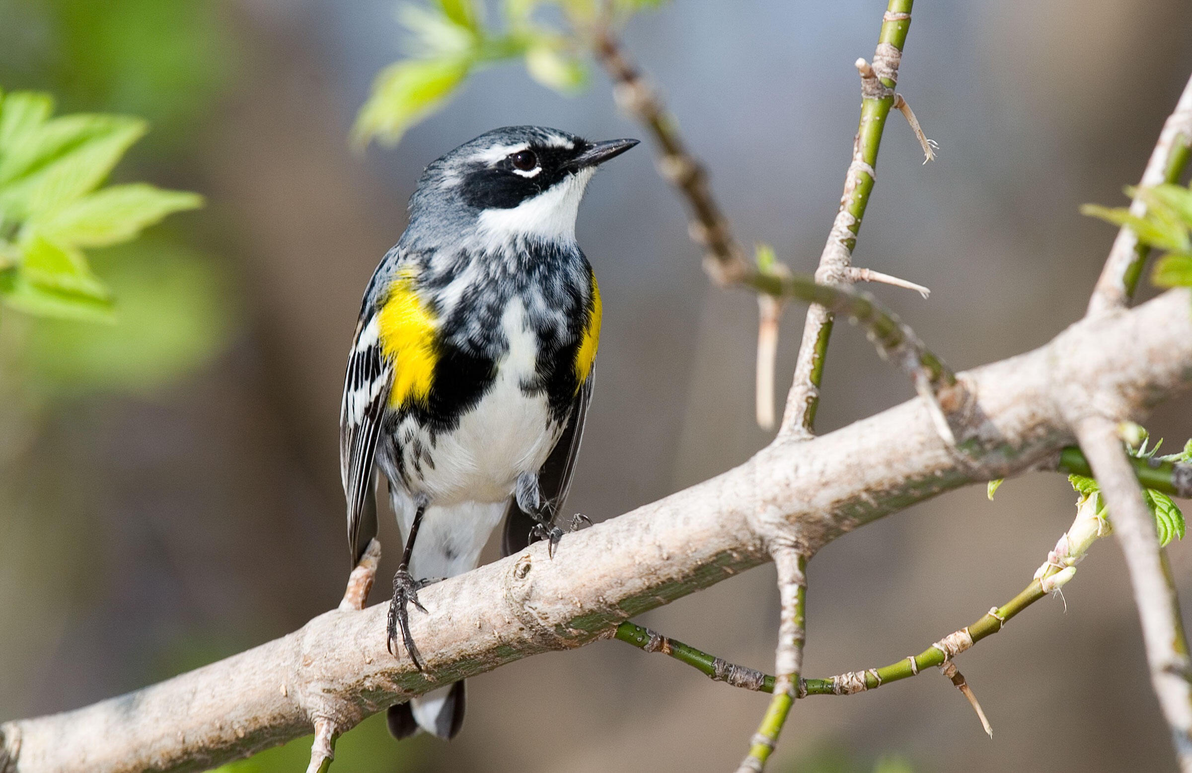 How Different Spring Migrants Decide When to Head North | Audubon