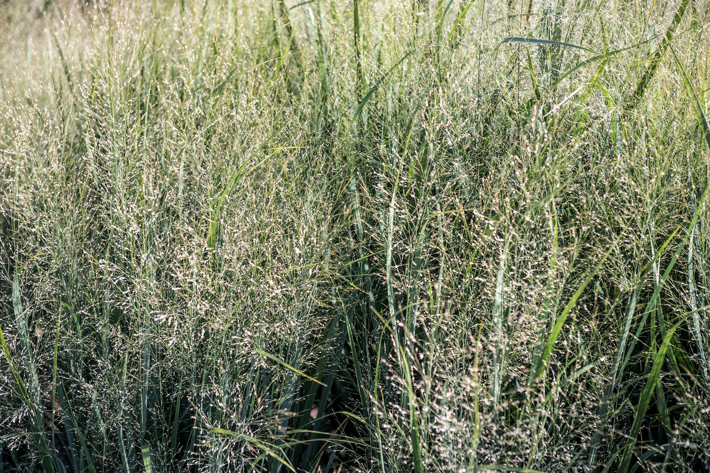 Get to Know These 20 Common Types of Native Plants | 探花精选