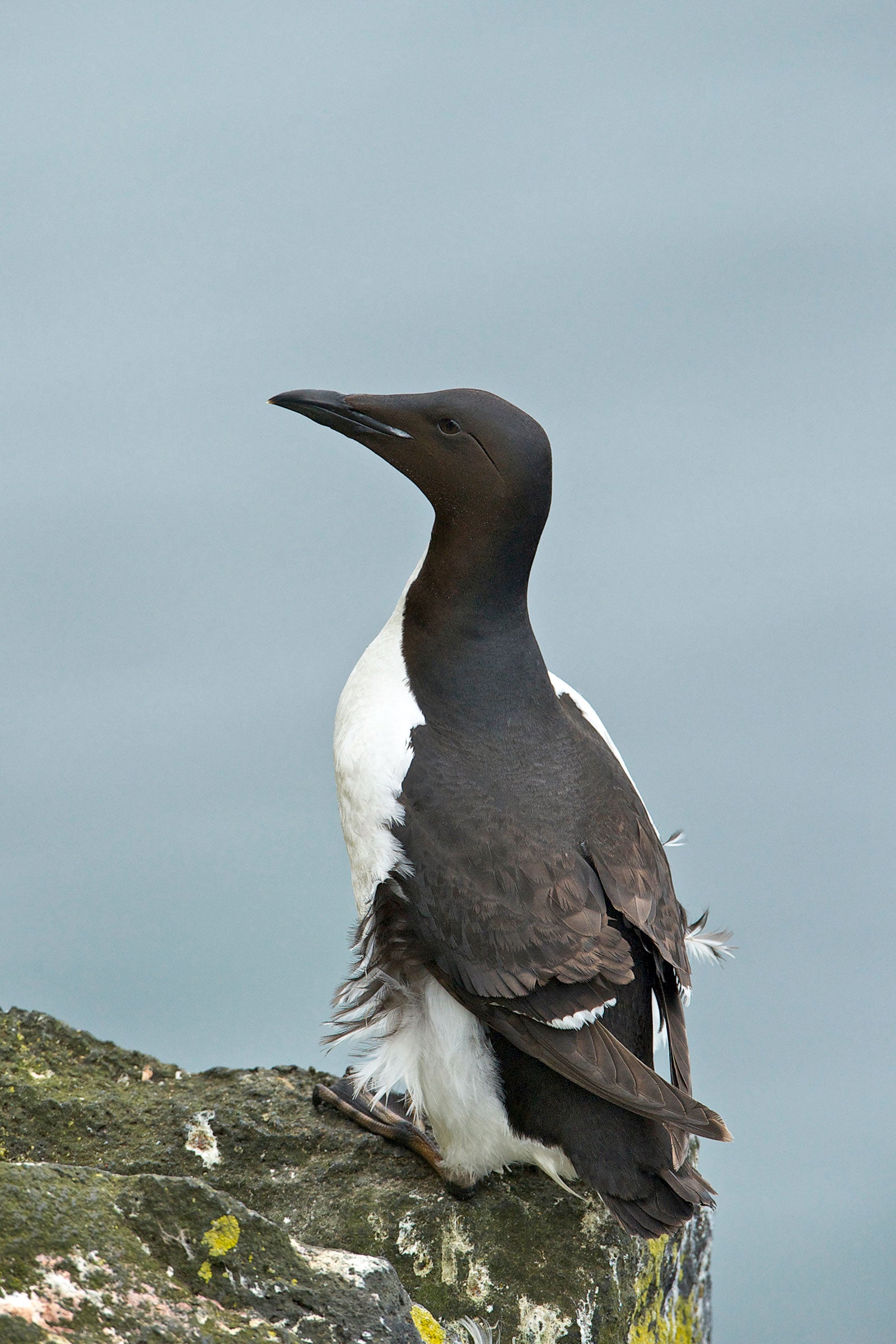 In Alaska, Starving Seabirds and Empty Colonies Signal a Broken ...