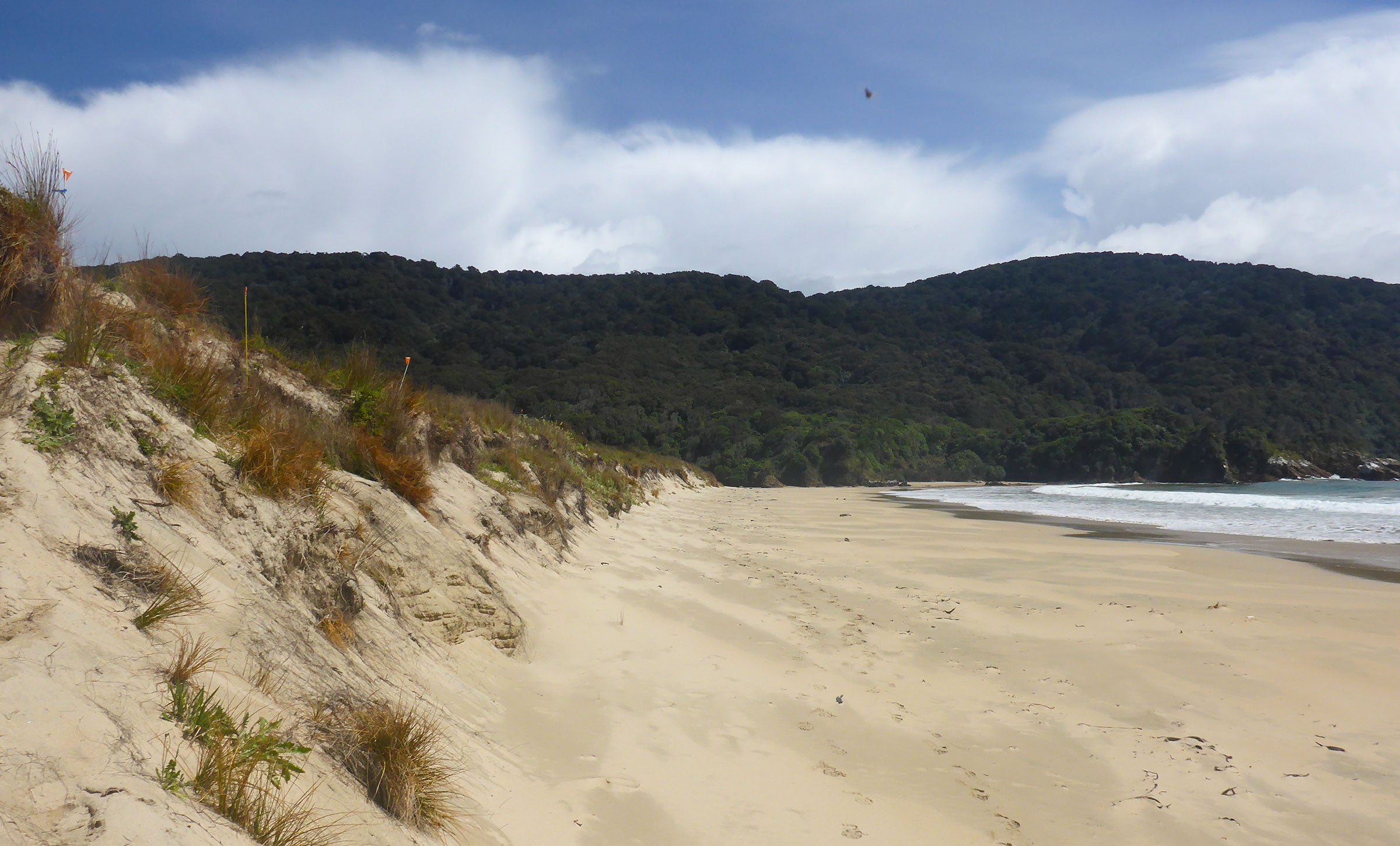 New Diving-Petrel Species Lives on One Island and Is Already Critically ...