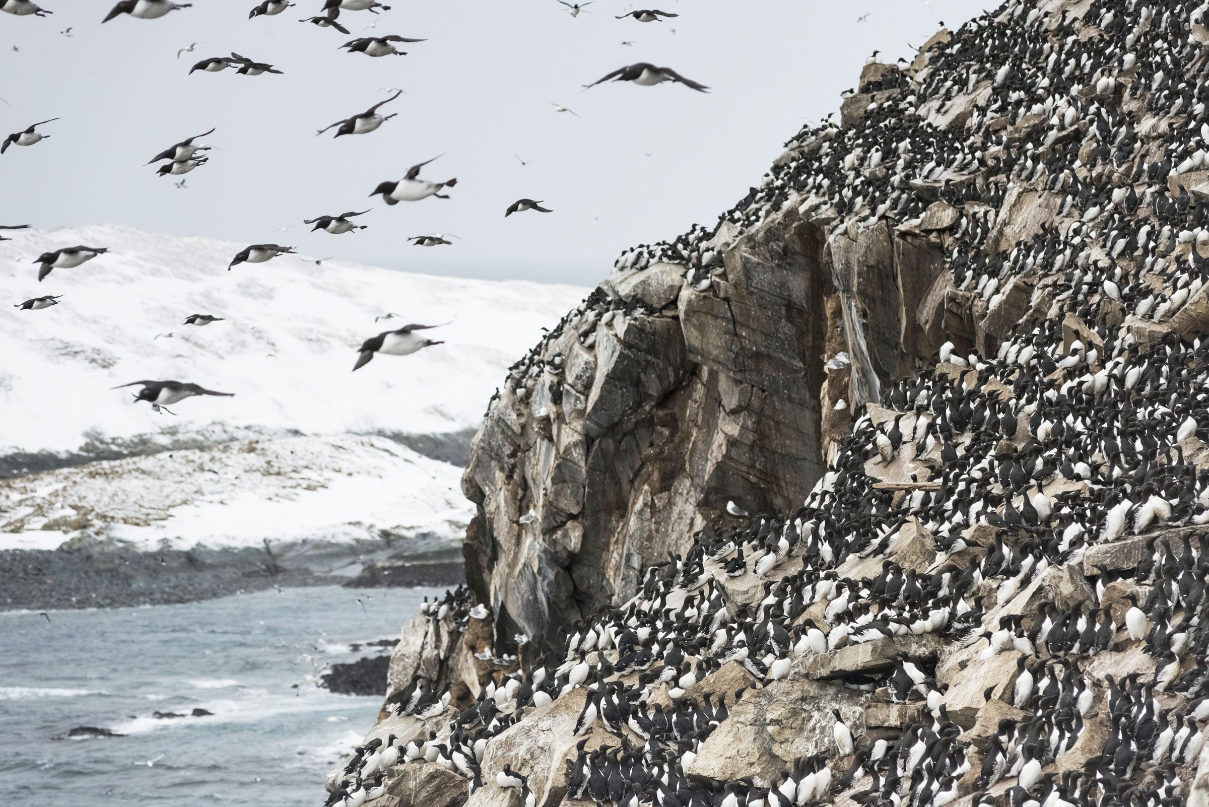 Why Are Murre Eggs So Pointy? New Research Debunks the Prevailing ...