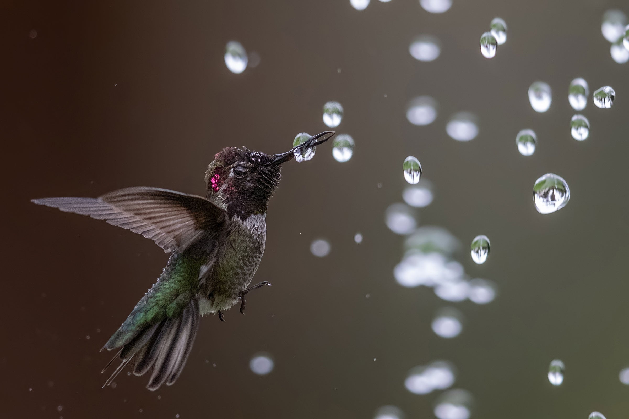 2020 Audubon Photography Awards Winners Display the Magic of Avian Life ...