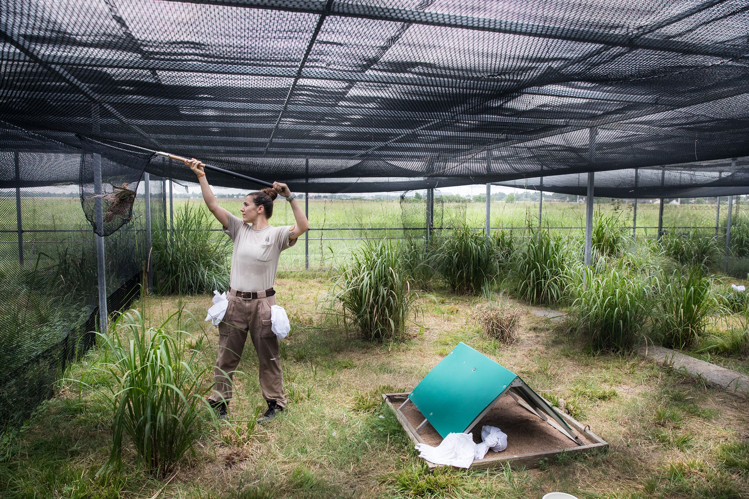 Boom or Bust: The Last Stand of the Attwater's Prairie-Chicken | Audubon