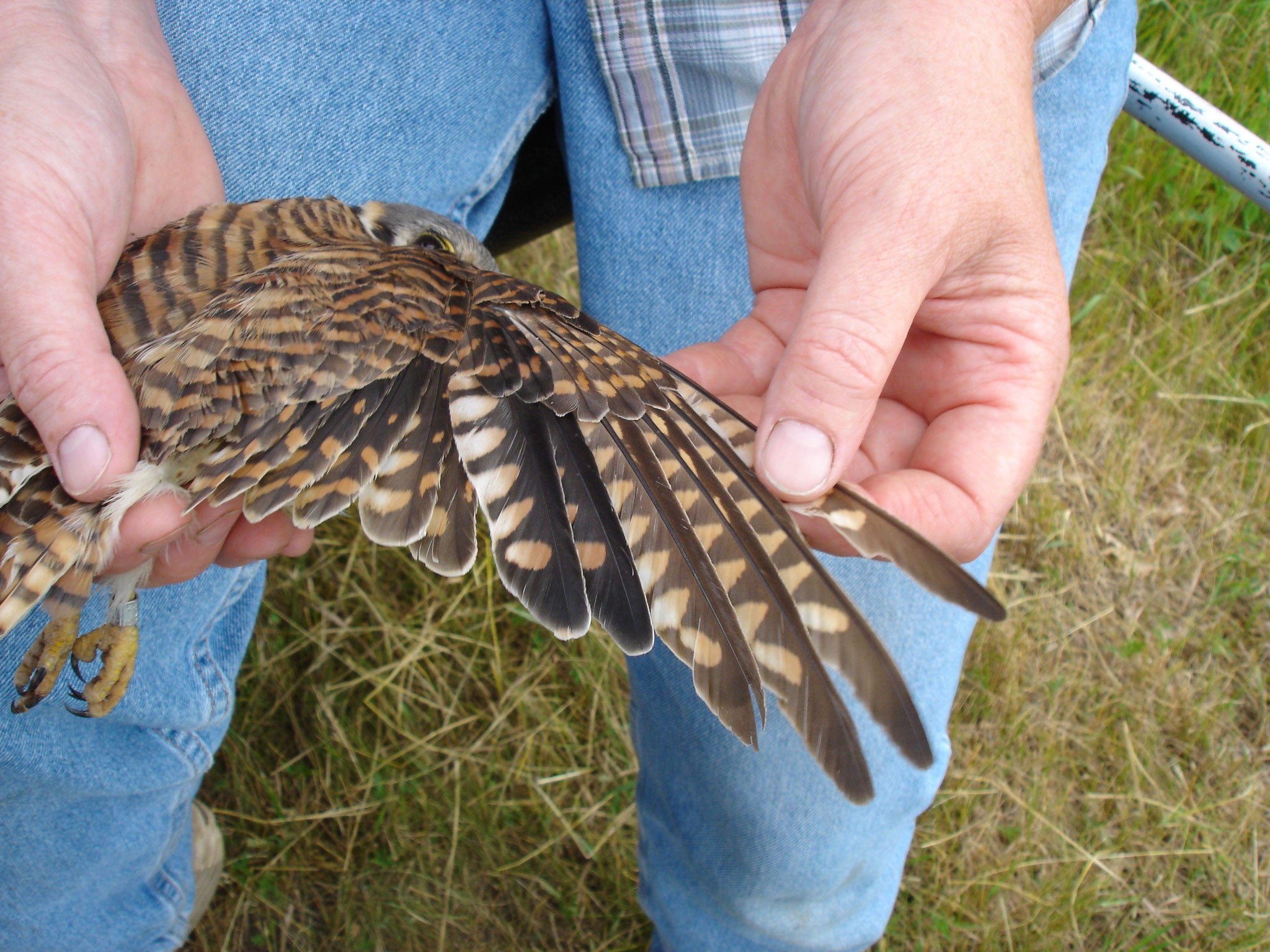 Tracking Kestrels One Feather at a Time | Audubon