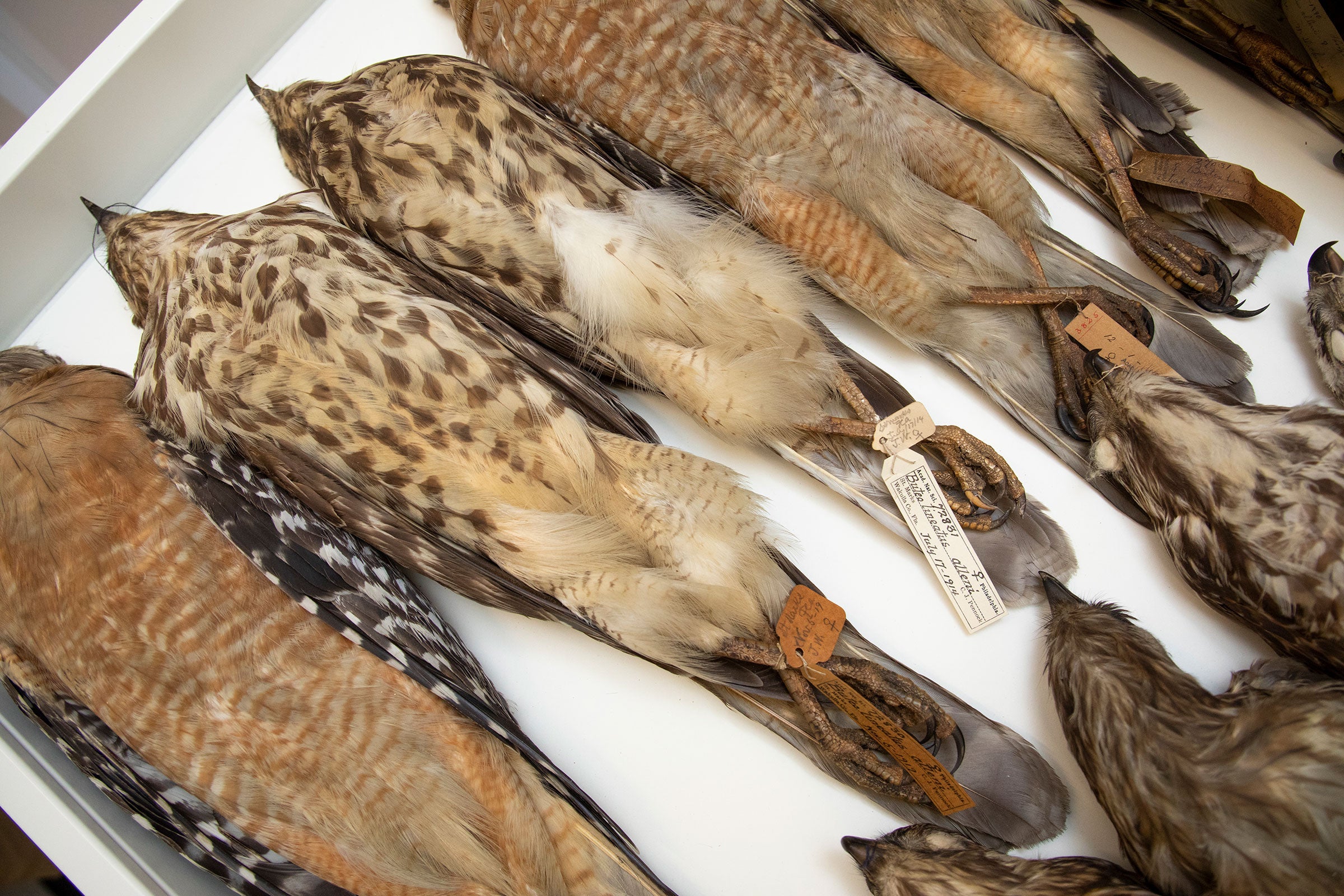 The Strange, True Story of John Williams and Charles Pennock | Audubon