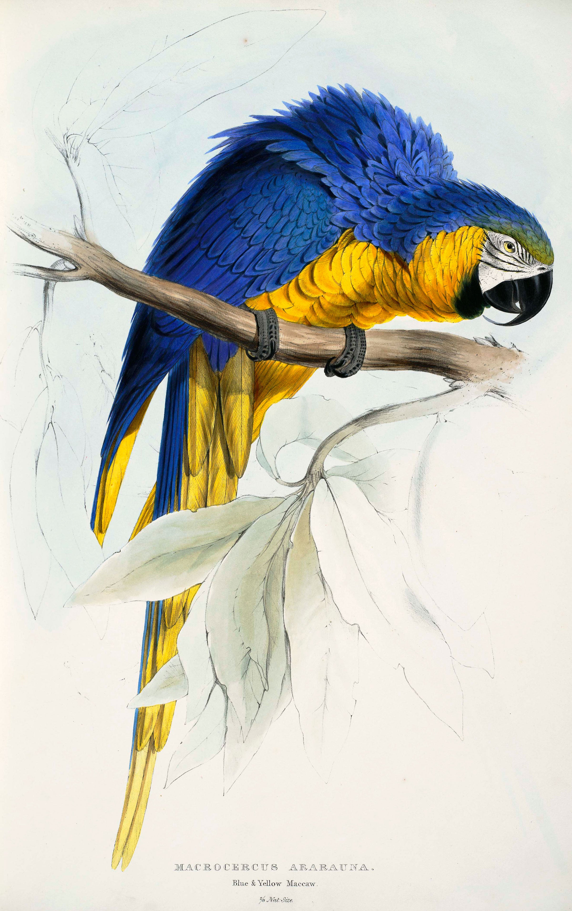 The World's Most Expensive Bird Books | Audubon