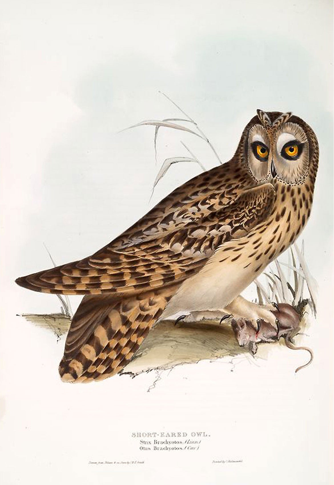 The World's Most Expensive Bird Books | Audubon