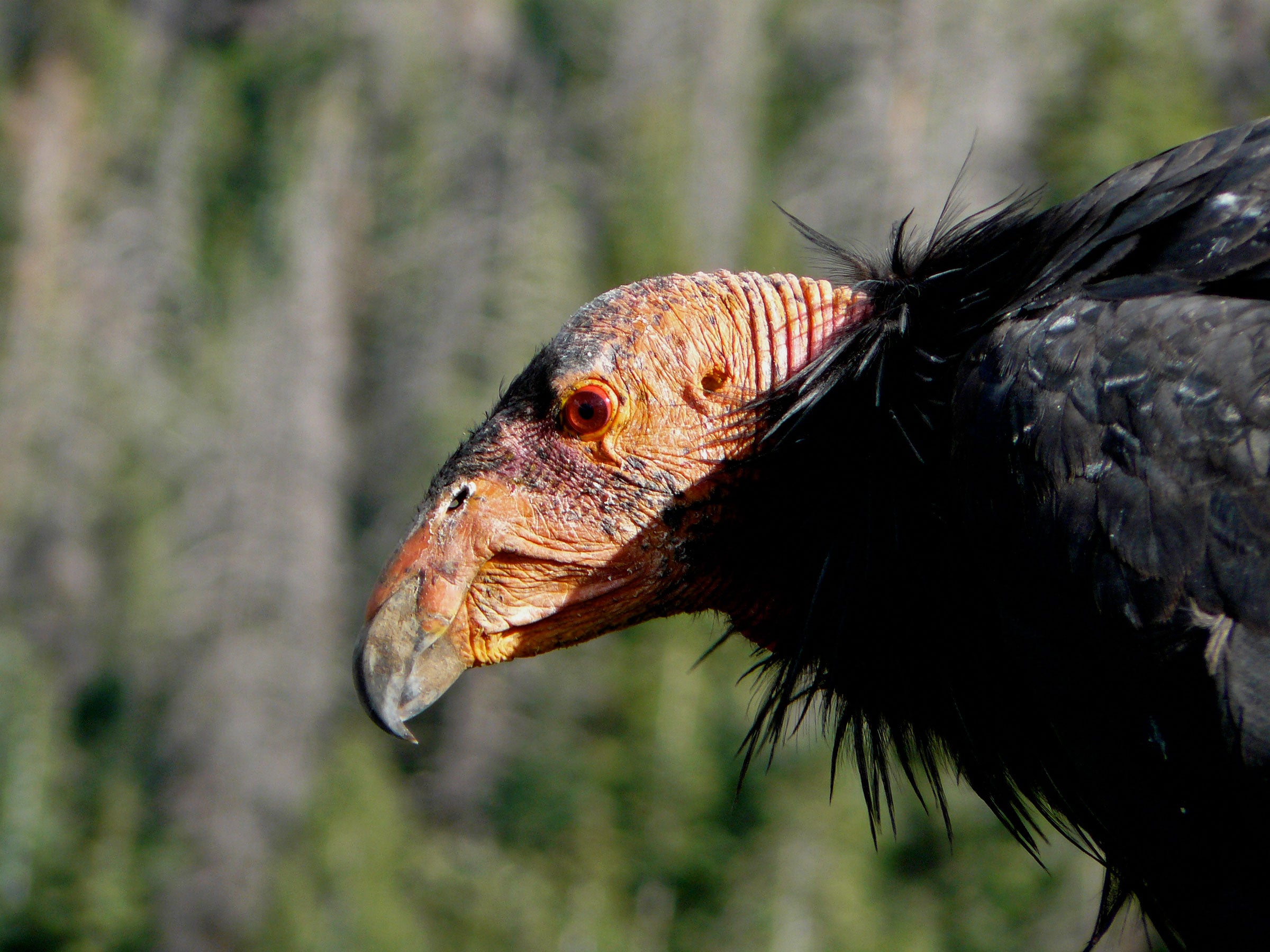 Can We Save the World's Vultures? | Audubon