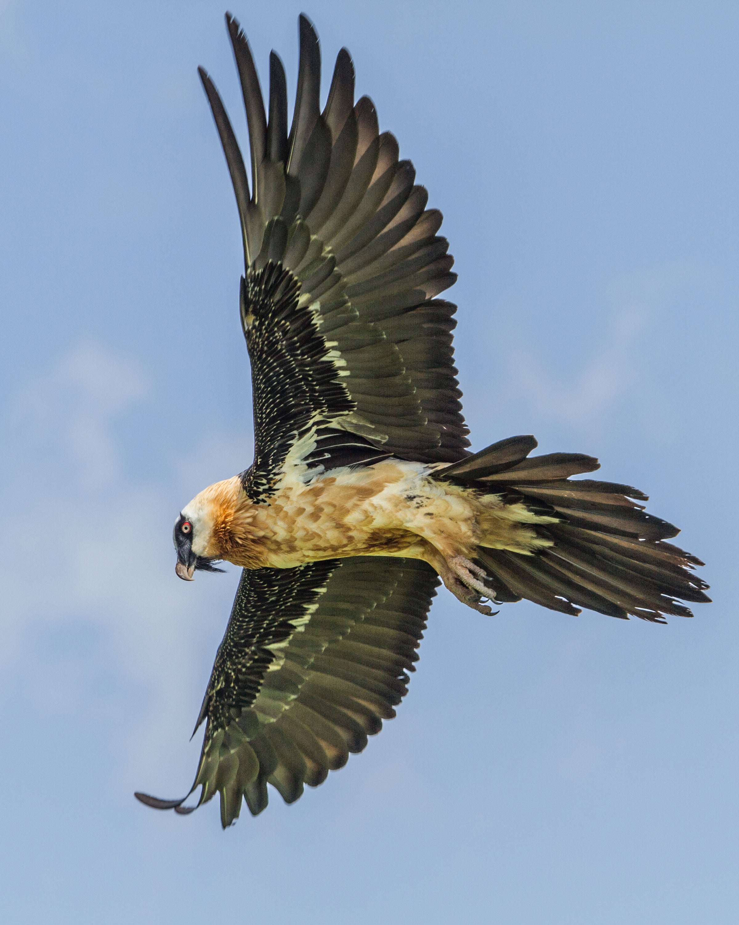 Can We Save the World's Vultures? | Audubon