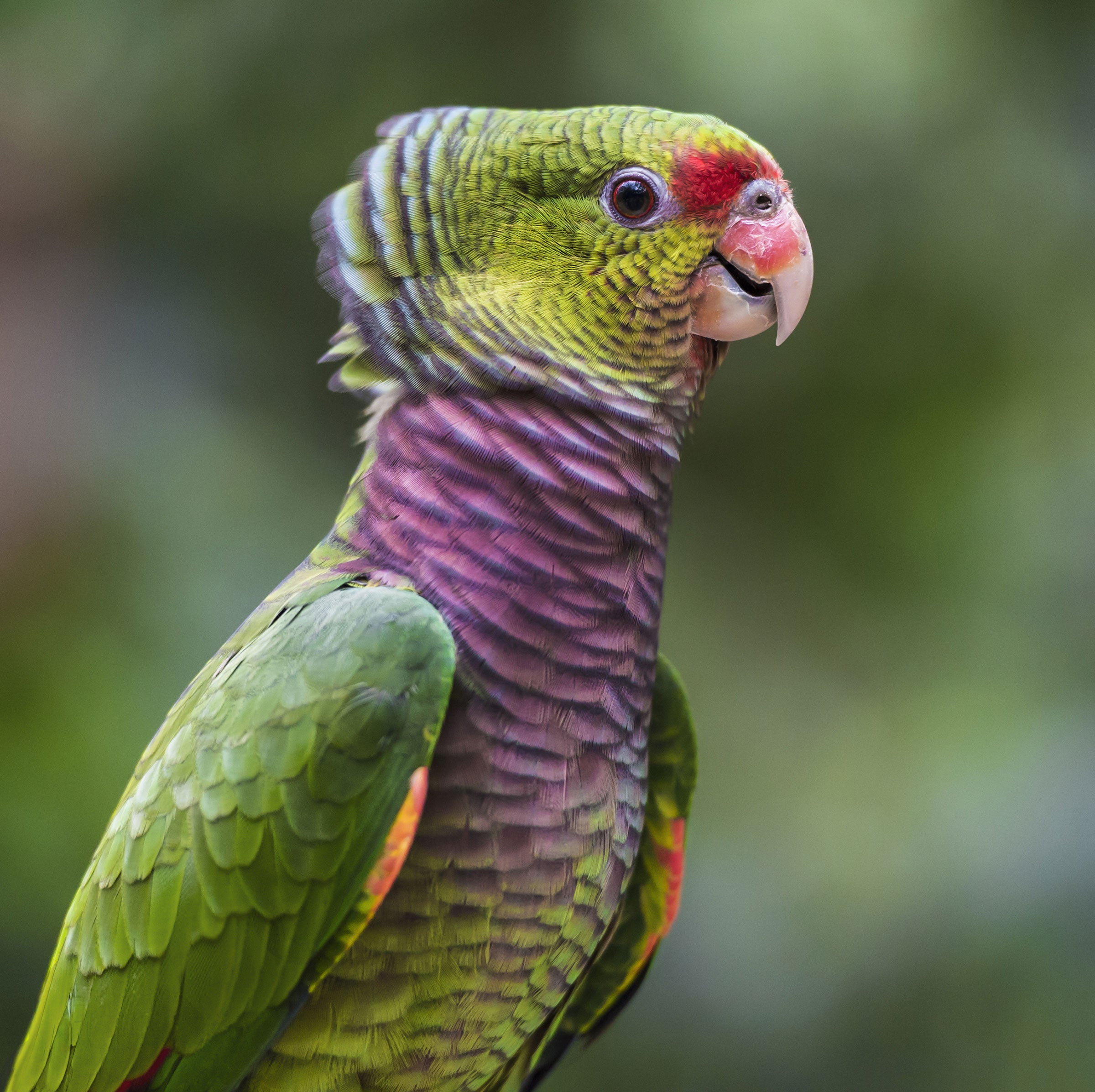 Go Discover Paraguay's Amazing Birding | Audubon