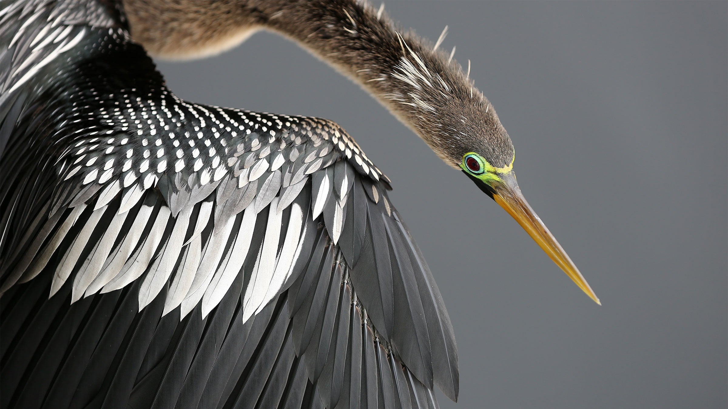 Anhinga | Audubon Field Guide