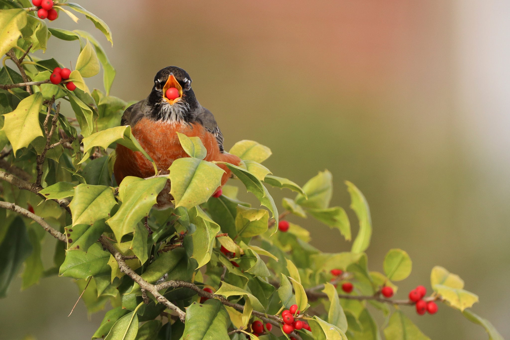 These Stellar Photos Show the Special Link Between Birds and Native ...