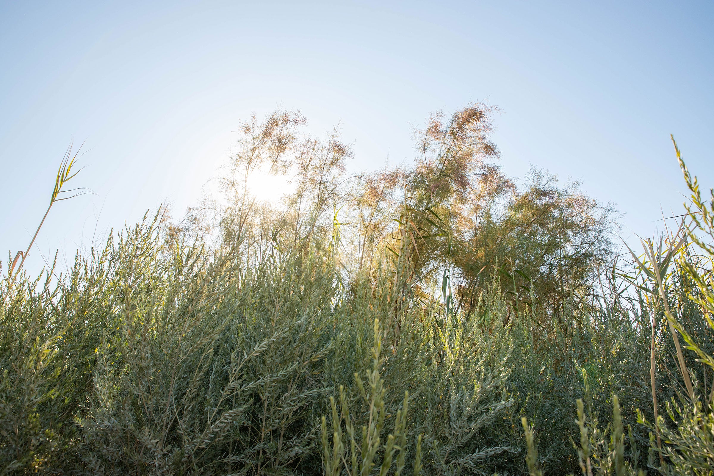 Native Plants Help Restore the Colorado River | Audubon