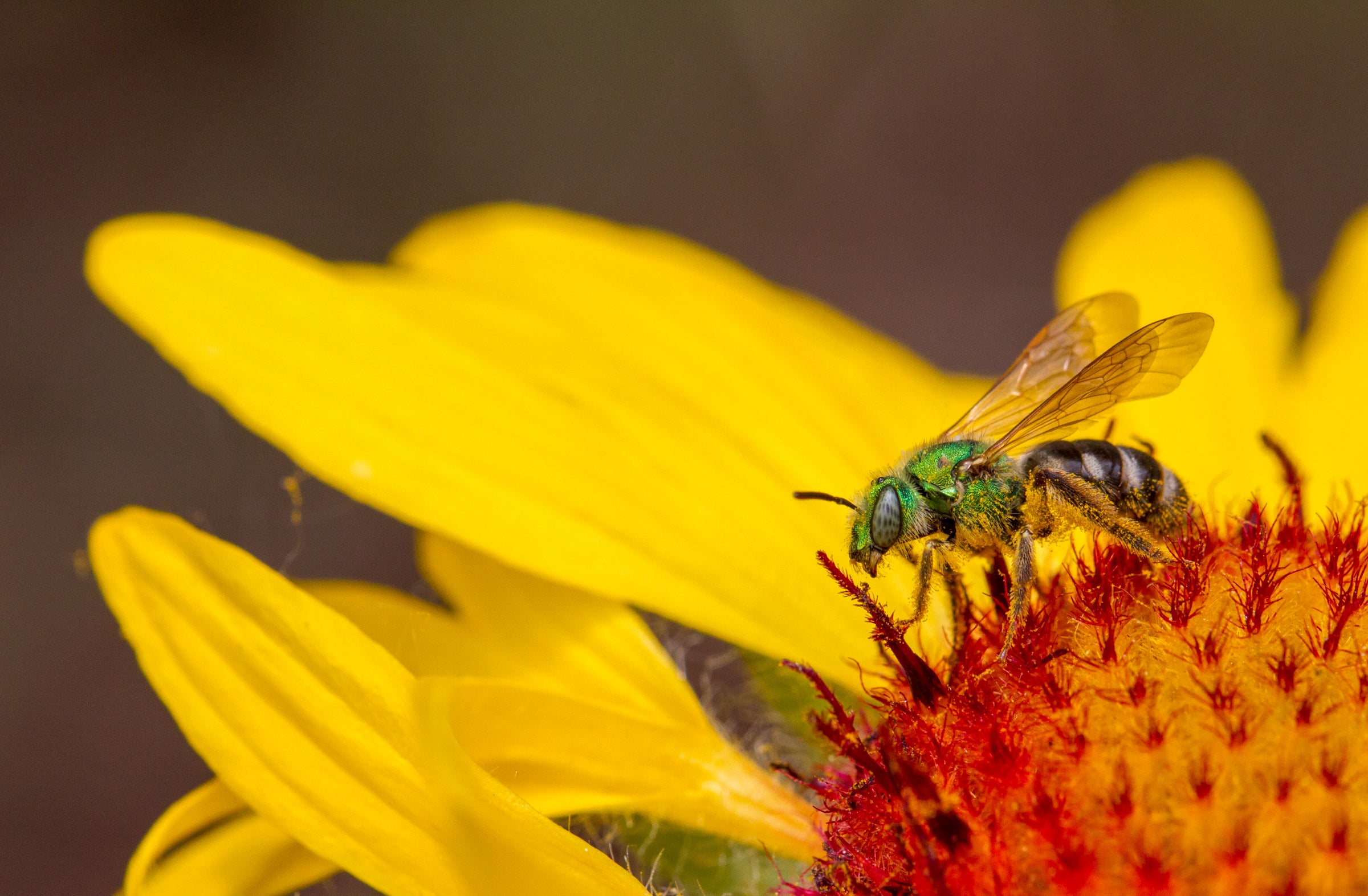 What is the Difference Between Native, Non-native, and Invasive Plants ...