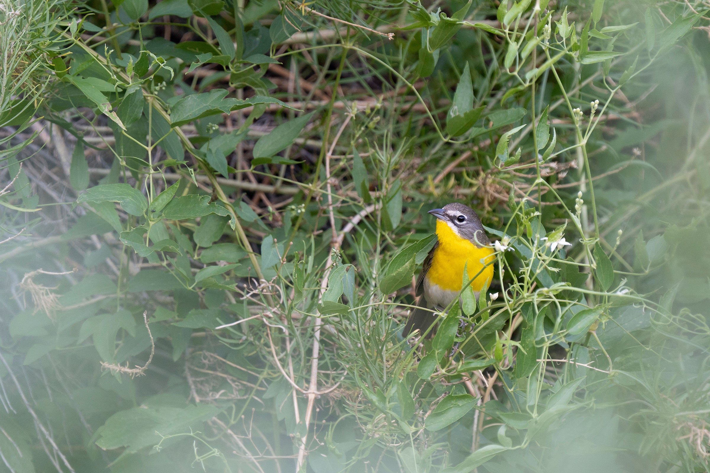 How Gray Catbirds and Yellow-breasted Chats Help Bridge Cultural ...