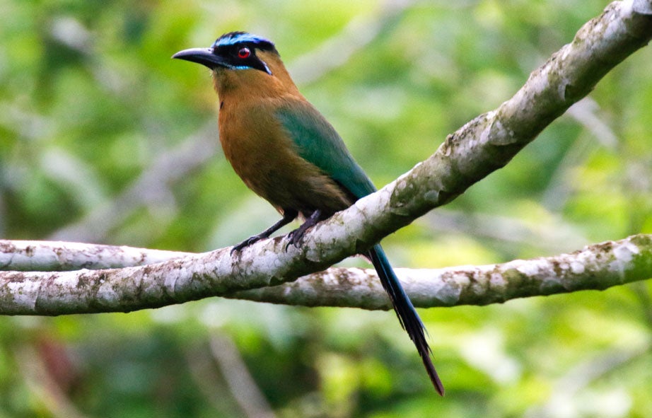 Birding and Ecotourism in Belize | Audubon