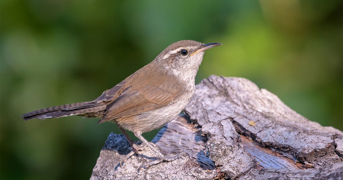Listen to a Young Bewick's Wren Trying to Find Its Voice | Audubon