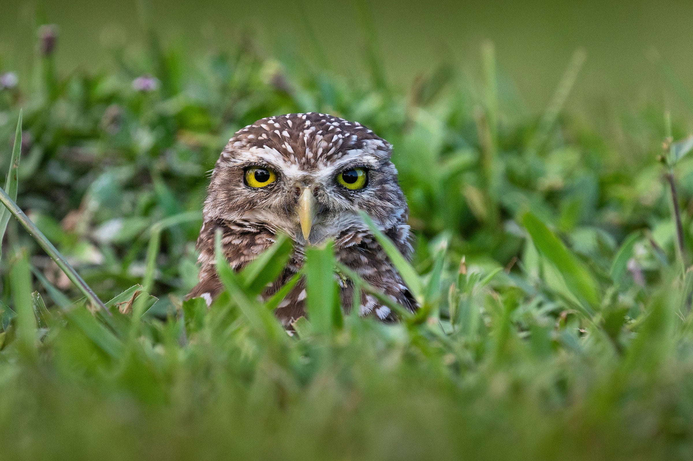Invasive Reptiles Are Taking Over Florida—and Devouring Its Birds Along ...