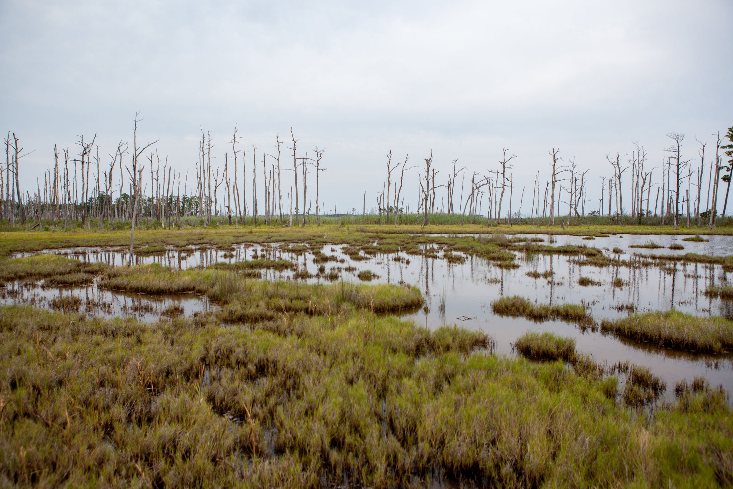 The Ambitious Plan to Save Chesapeake Bay’s Shrinking Saltmarshes | Audubon