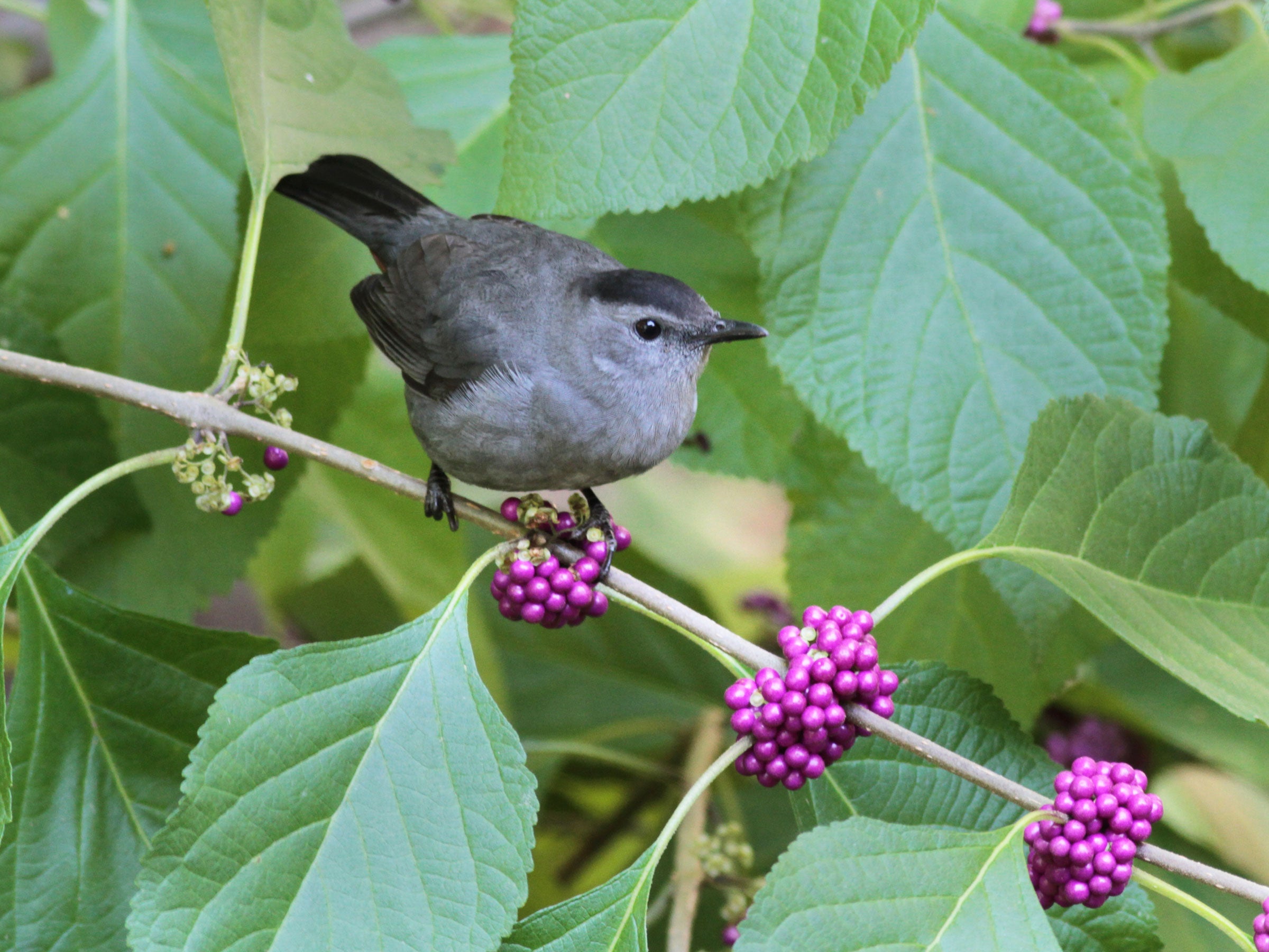 How to Make Your Yard Bird-Friendly | Audubon