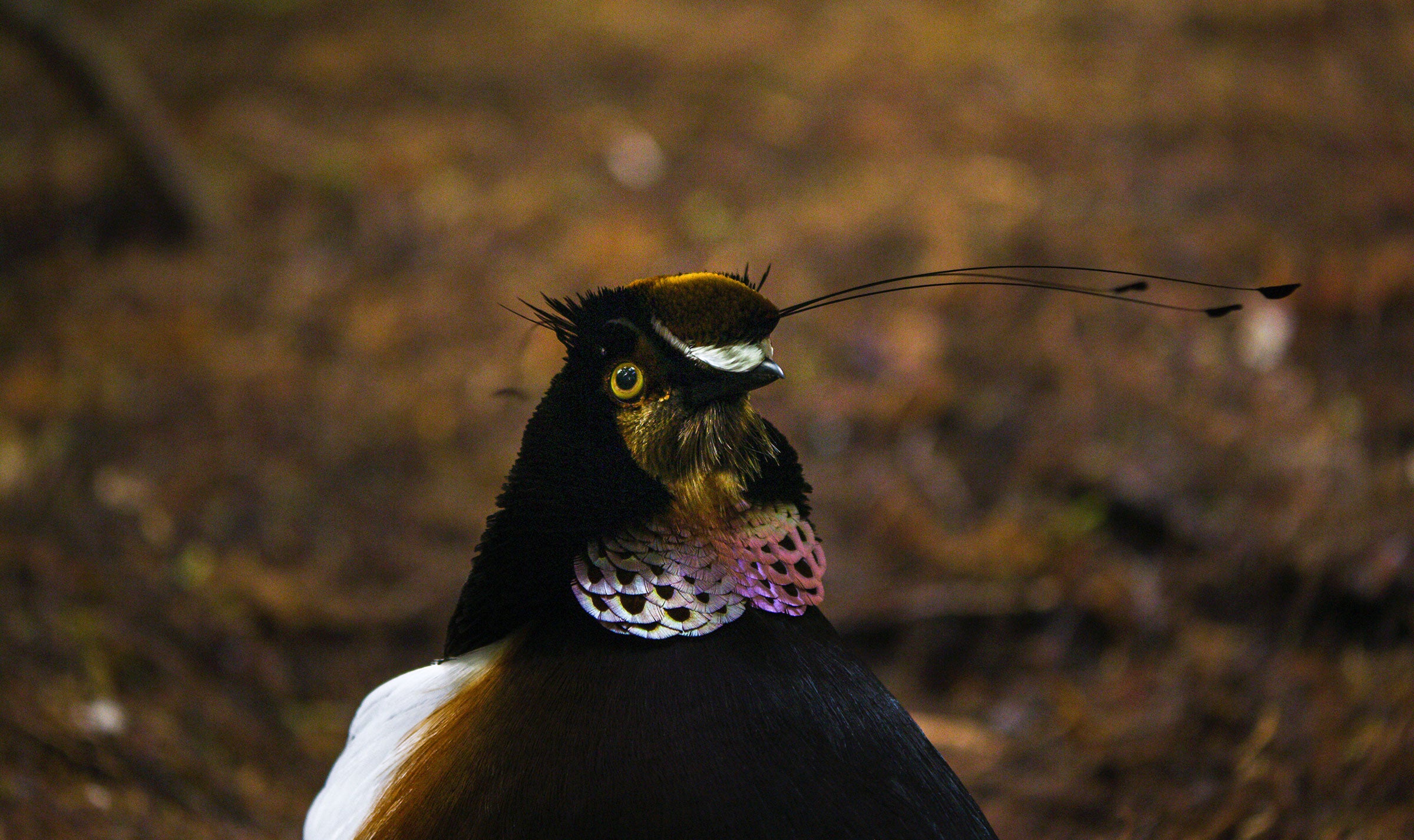 In Netflix's ‘Dancing with the Birds,’ We See the Other Side of Bizarre ...
