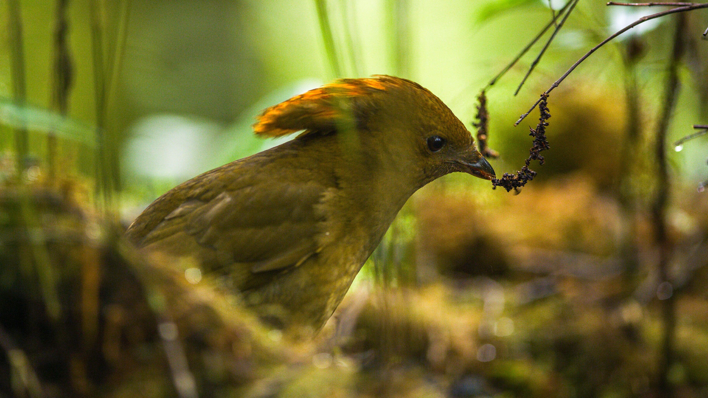 In Netflix's ‘Dancing with the Birds,’ We See the Other Side of Bizarre ...