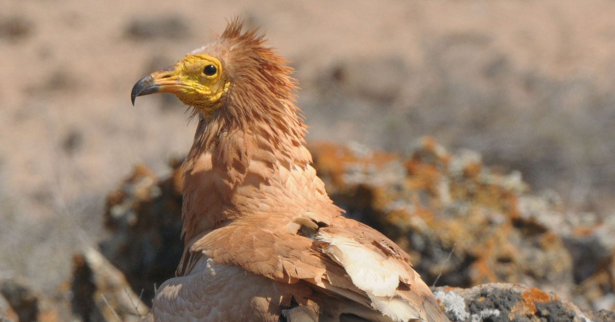 These Birds Like to Wear Makeup | Audubon