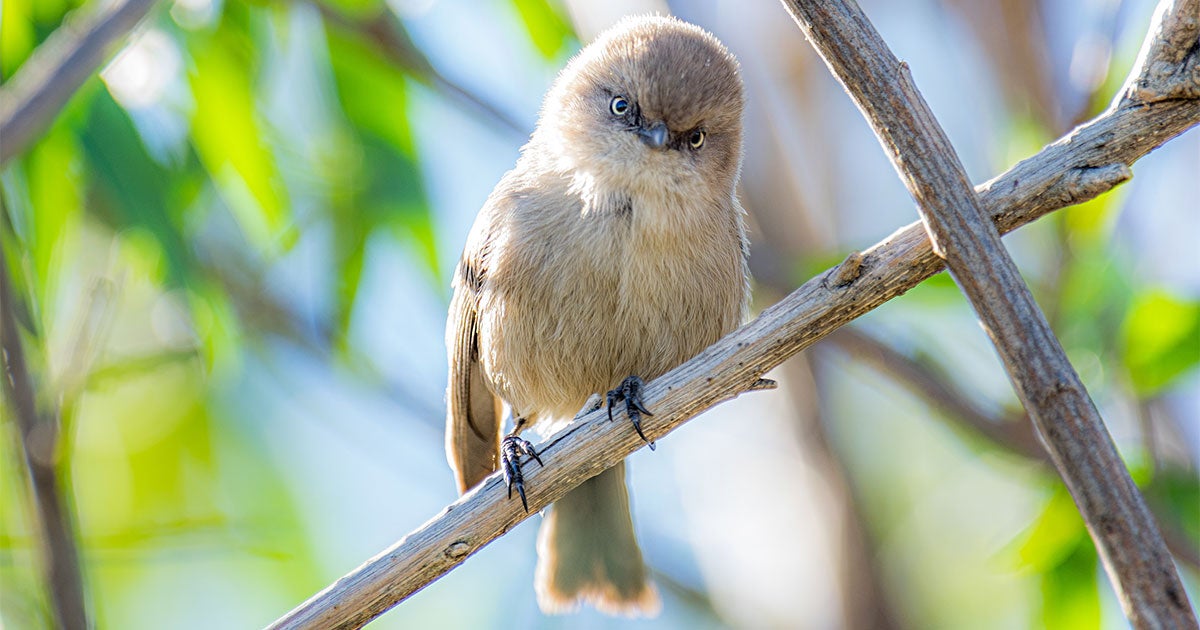 Get to Know the Rambunctious Bushtit | Audubon