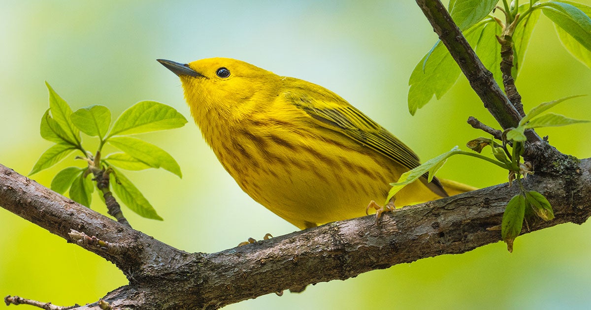 Six Eye-Catching Warblers That Deserve Your Attention | Audubon