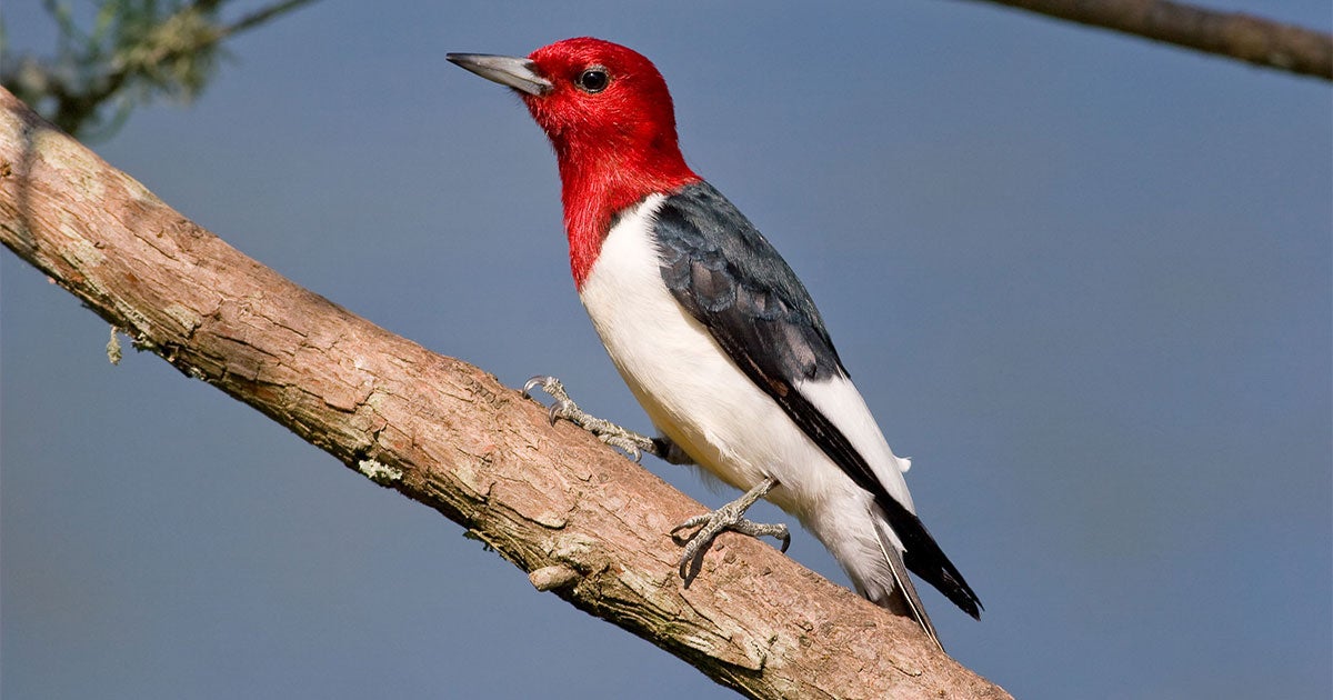 Art Lesson: How Do Birds Get Their Names? | Audubon
