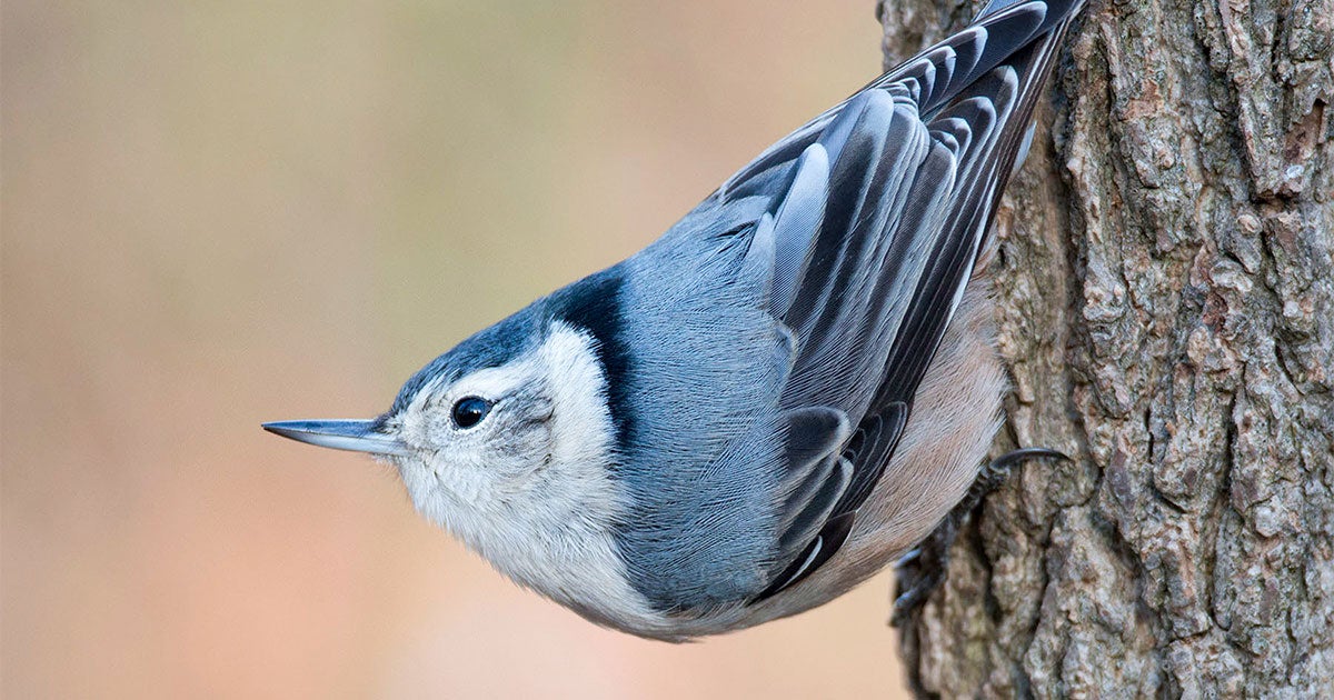 Climate Watch Results | Audubon