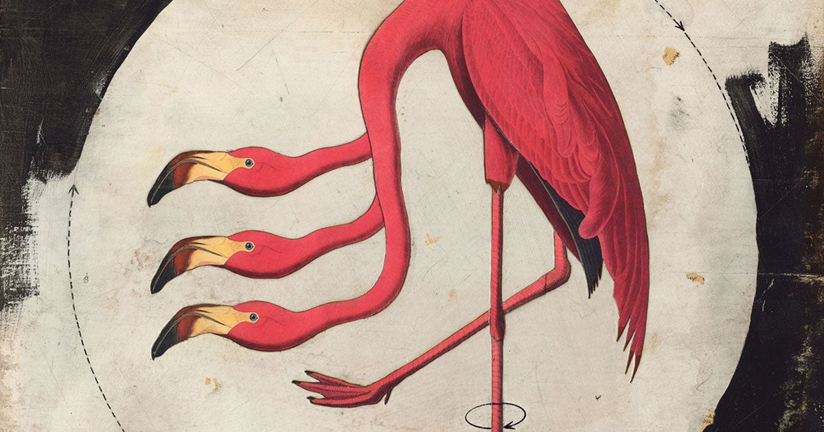 Reimagining the American Flamingo | Audubon