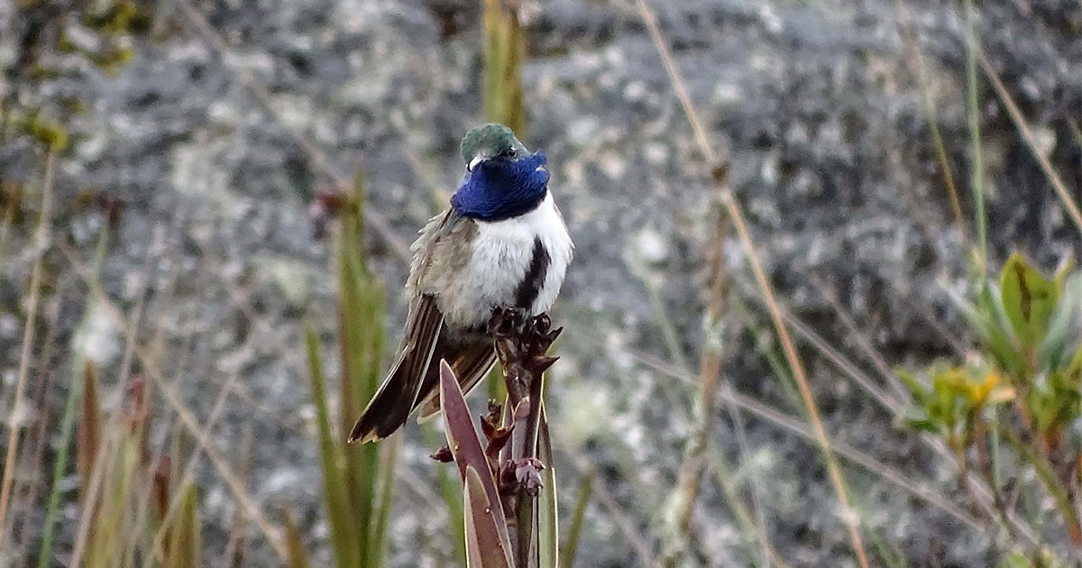 Scientists Make Plea to Protect a Rare Hummingbird They Just Discovered ...